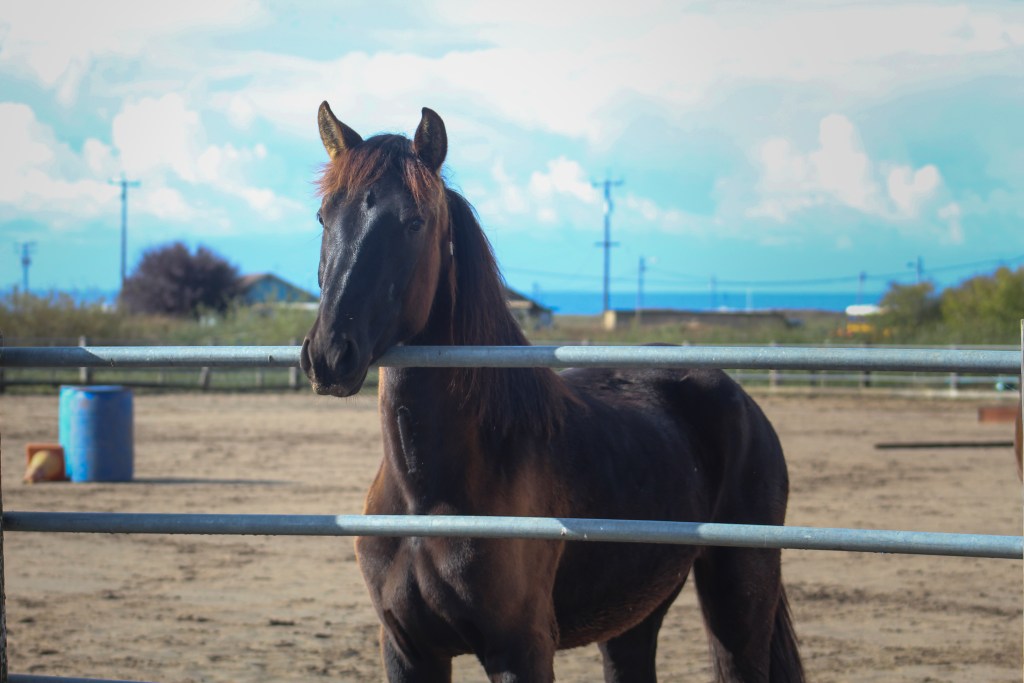 Future of Coast Road Stables Left Unstable with Potential UCSC Land ...
